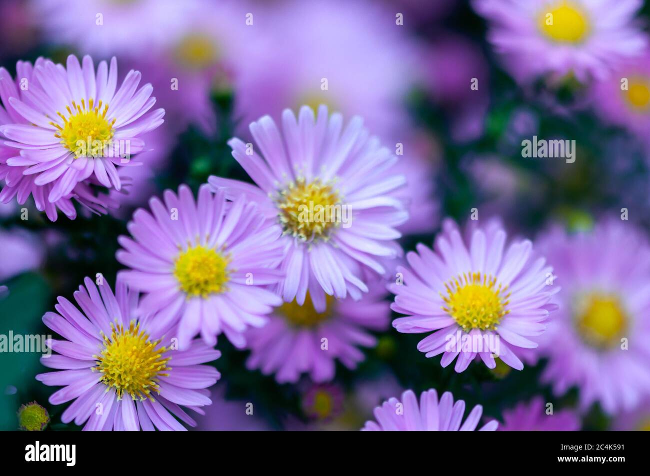 Close-up of pink common daisy in a garden. Bellis perennis Stock Photo ...