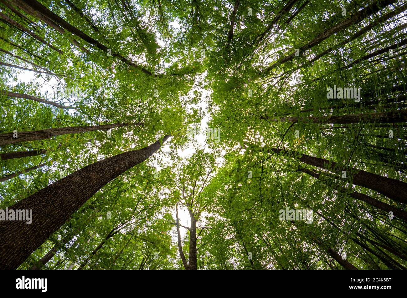 Tall trees in a forest hi-res stock photography and images - Alamy