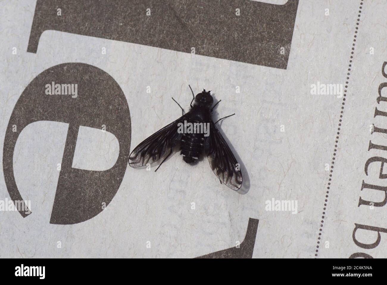 Anthrax letter hi-res stock photography and images - Alamy