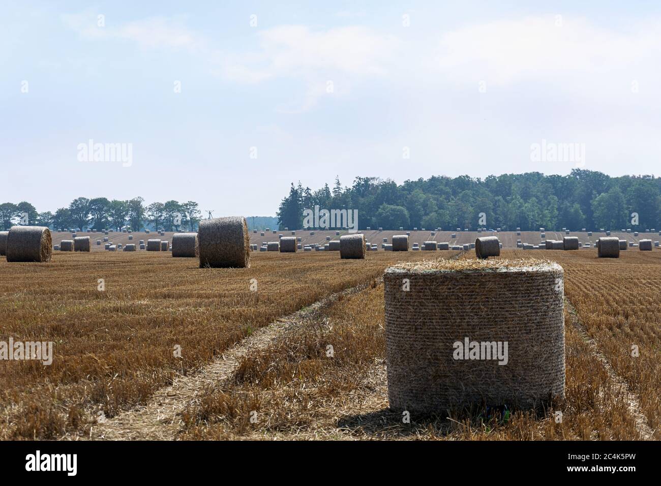 Straw bales in the field. Large field after the harvest on a sunny ...