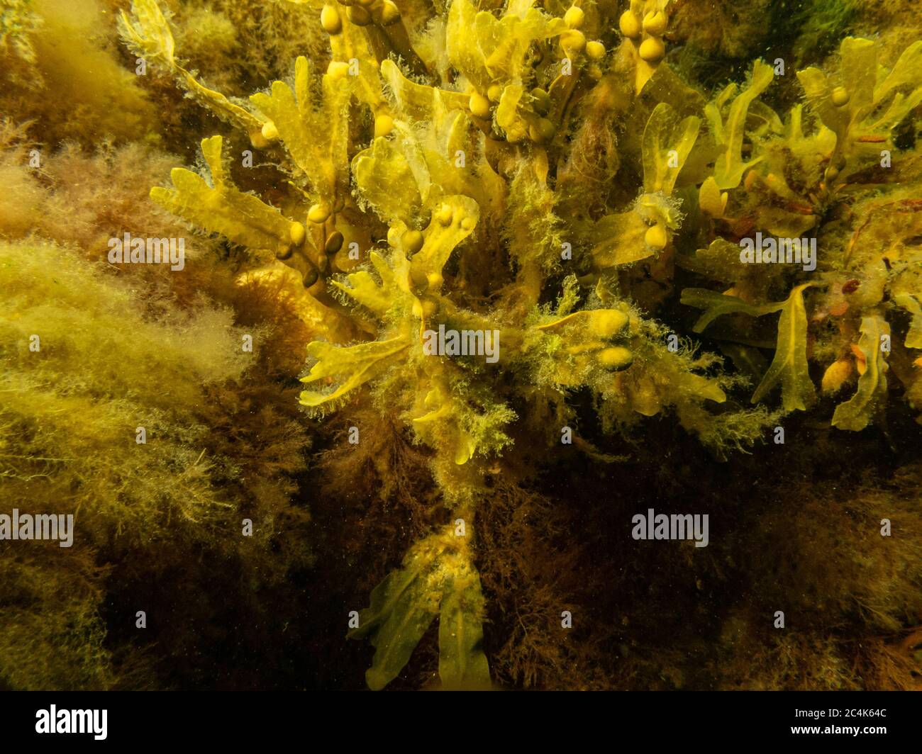 Fucus vesiculosus, known by the common names bladderwrack, black tang ...