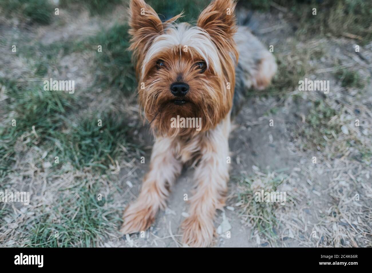 The portrait of Australian Silky Terrier Stock Photo - Alamy