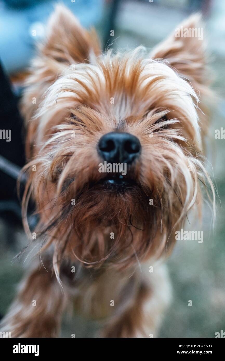 The portrait of Australian Silky Terrier Stock Photo - Alamy