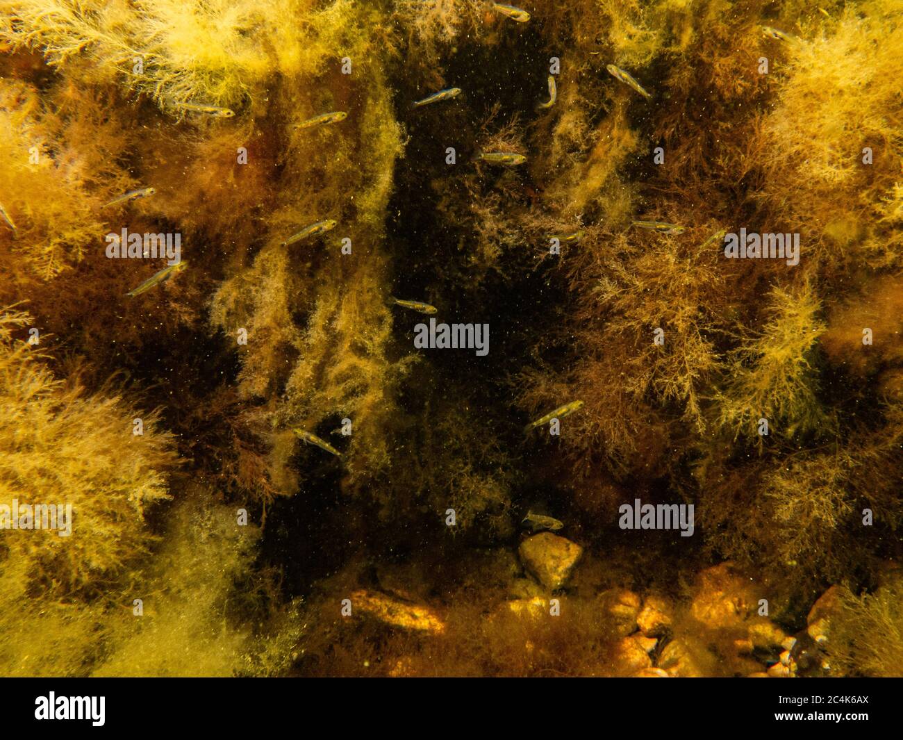 Healthy marine life in Oresund. Small fish. Cold Scandinavian water ...