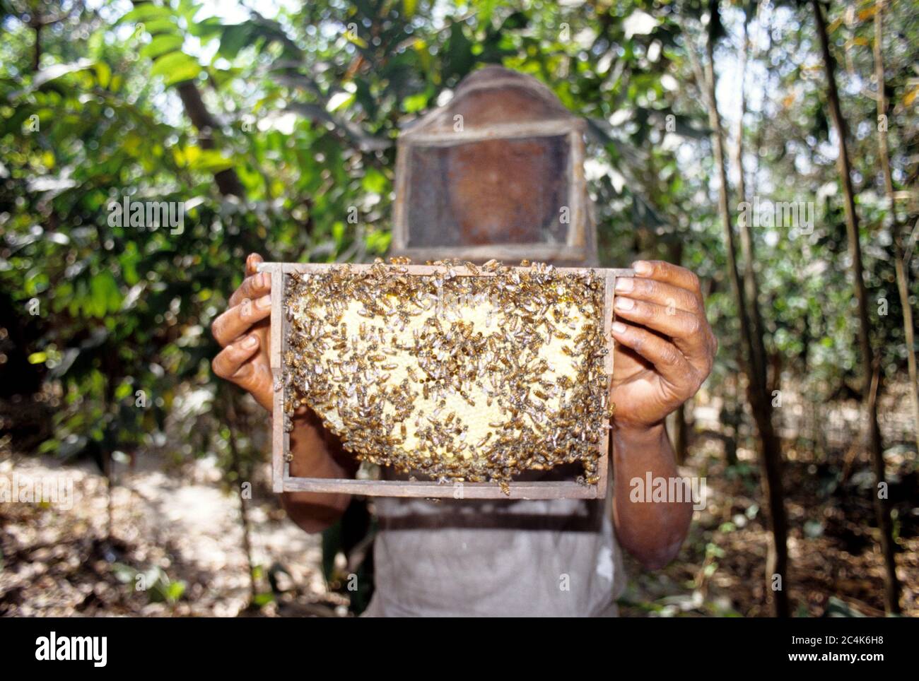 Man working with bees to get honey Stock Photo - Alamy
