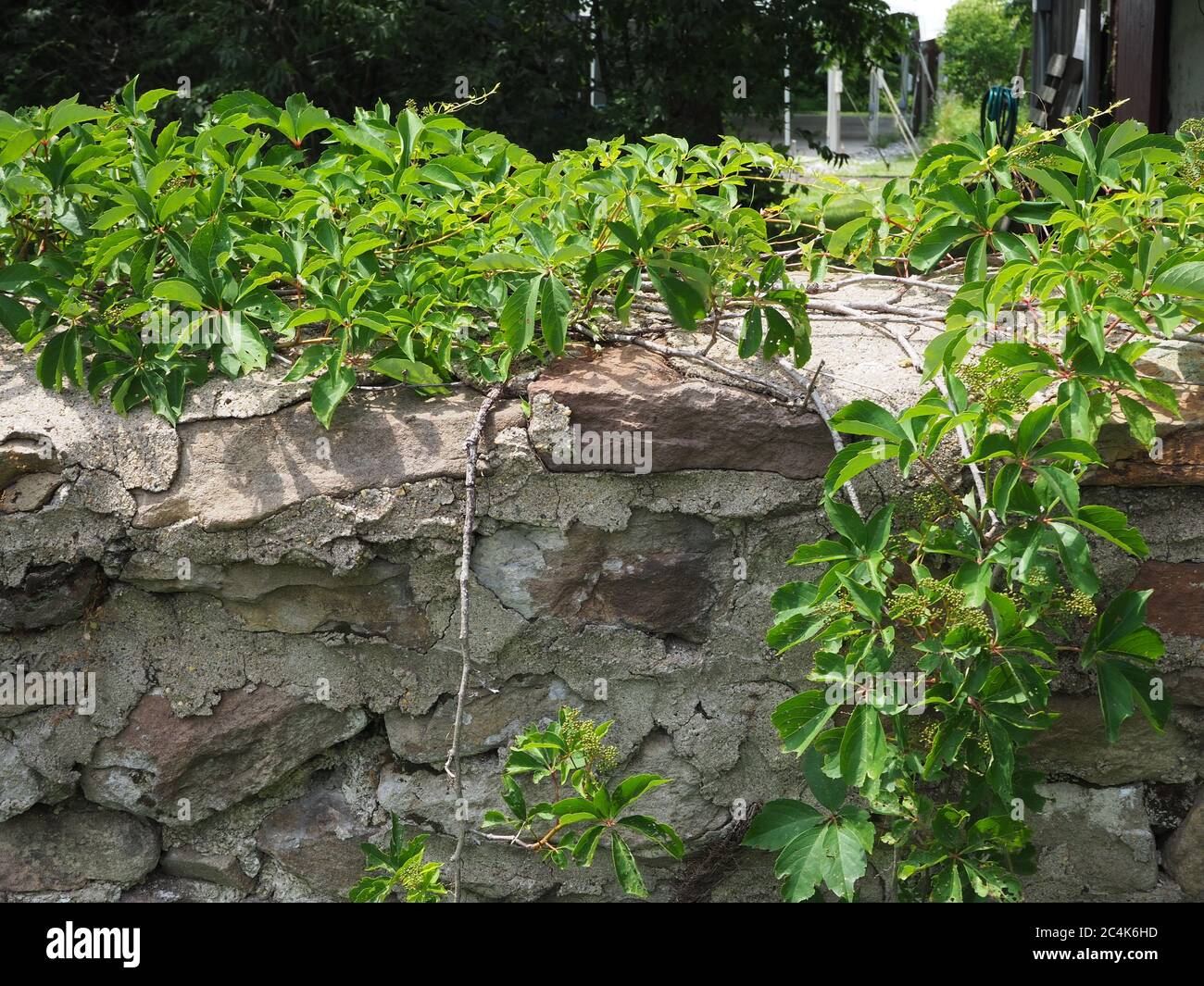 Vines growing over wall hi-res stock photography and images - Alamy