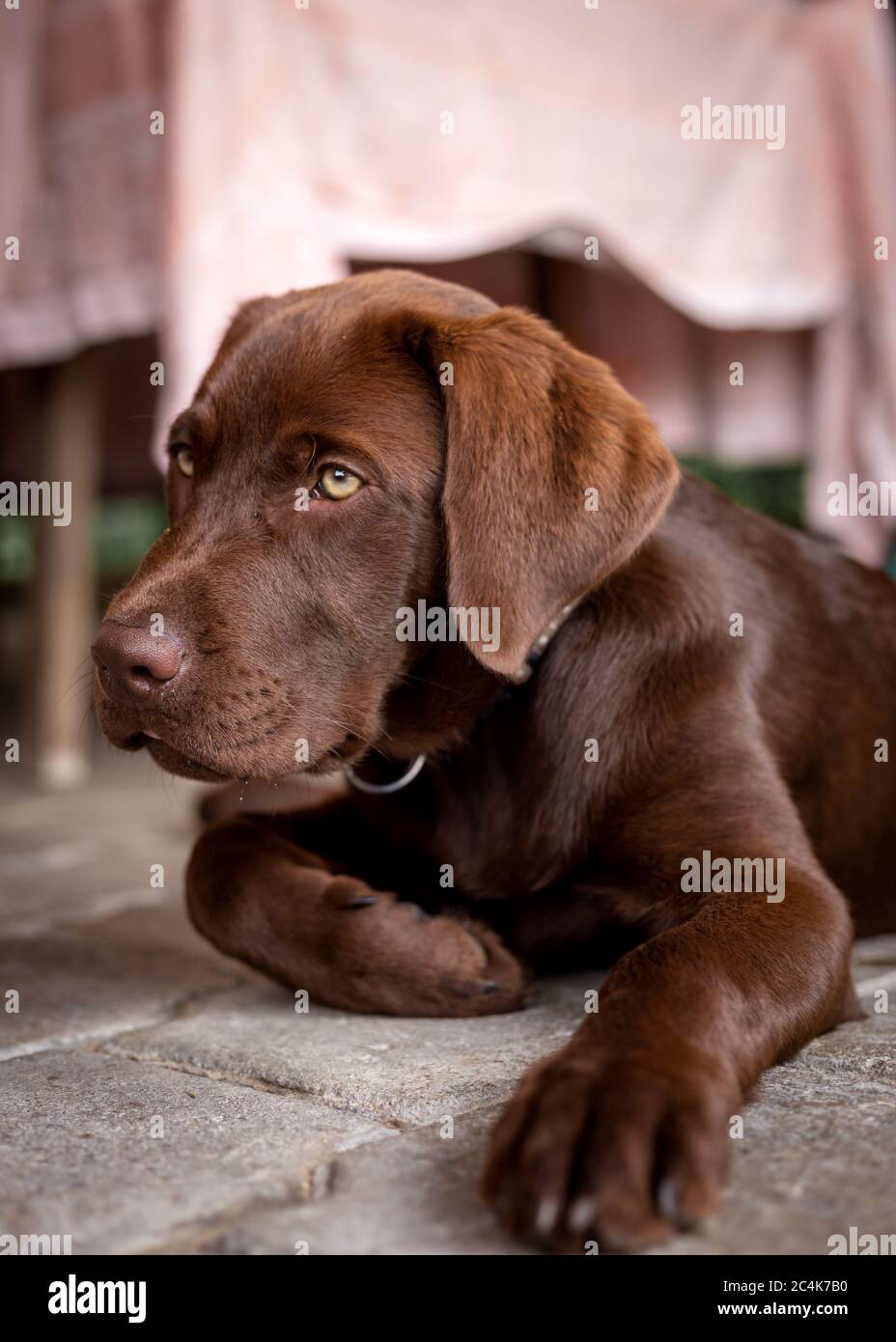 Portrait of a dog. Brown labrador Chocolate, a rare color Stock Photo ...