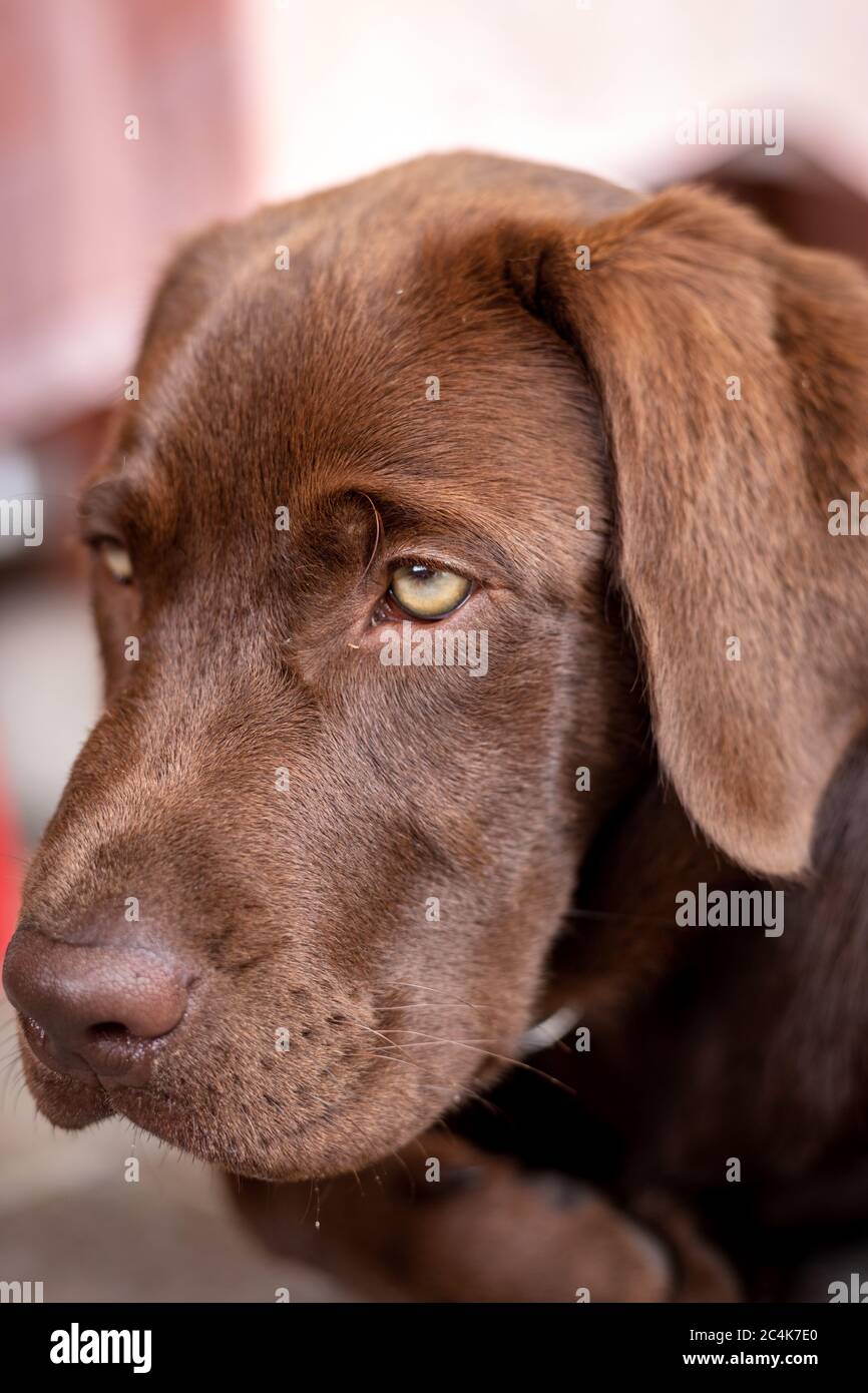 Labrador Adulto De Color Chocolate Con Ojos Verdes Indigo Labs El