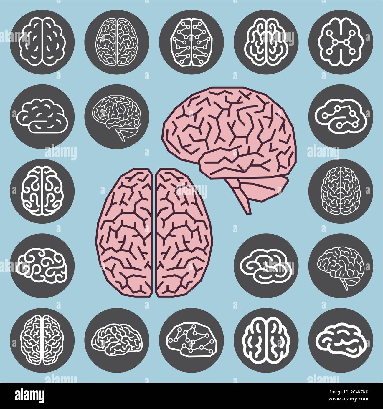 Human brain anatomy. Set of multiple views. Left Brain versus Right ...