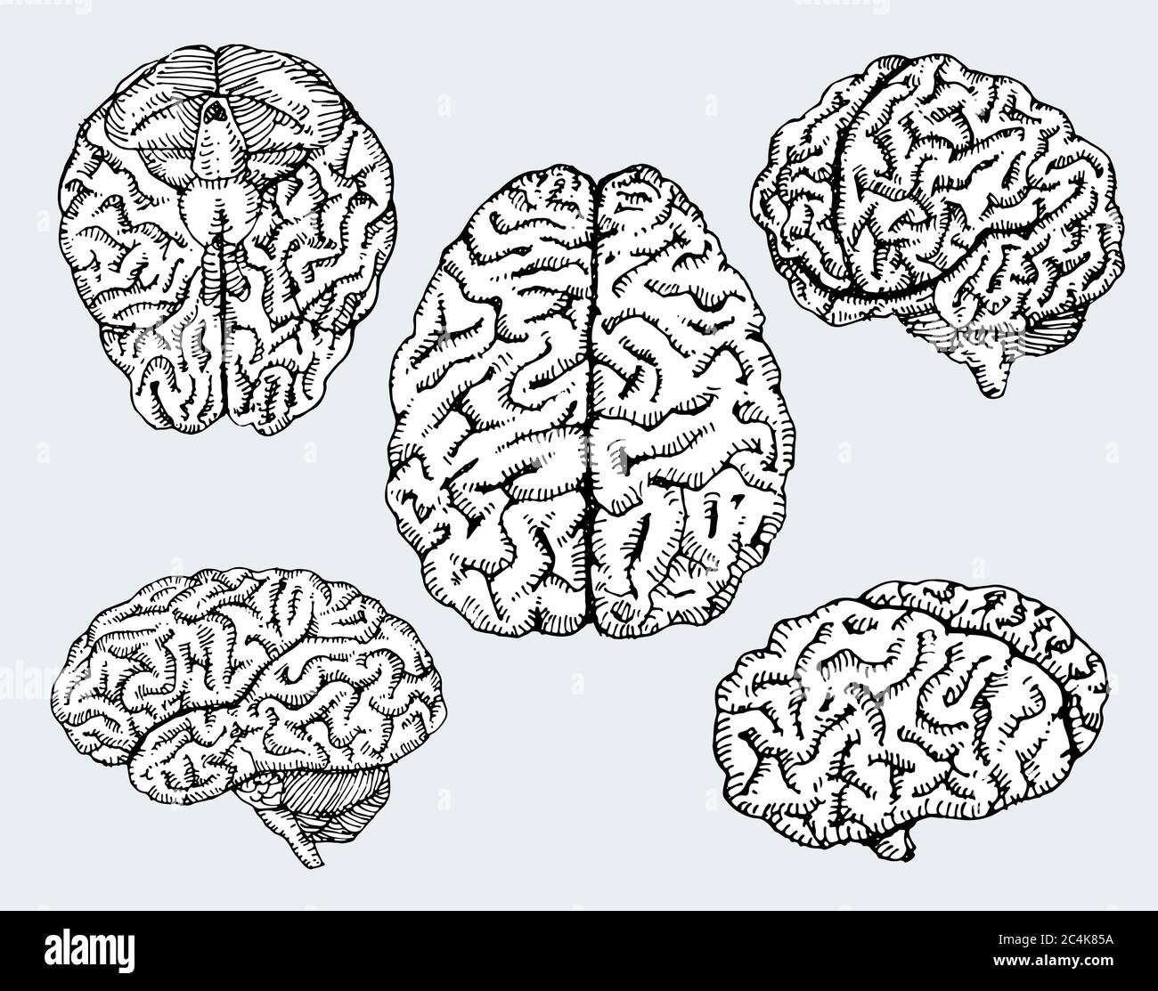 Hand Drawn Human Brains Vector Illustration Stock Vector Image And Art