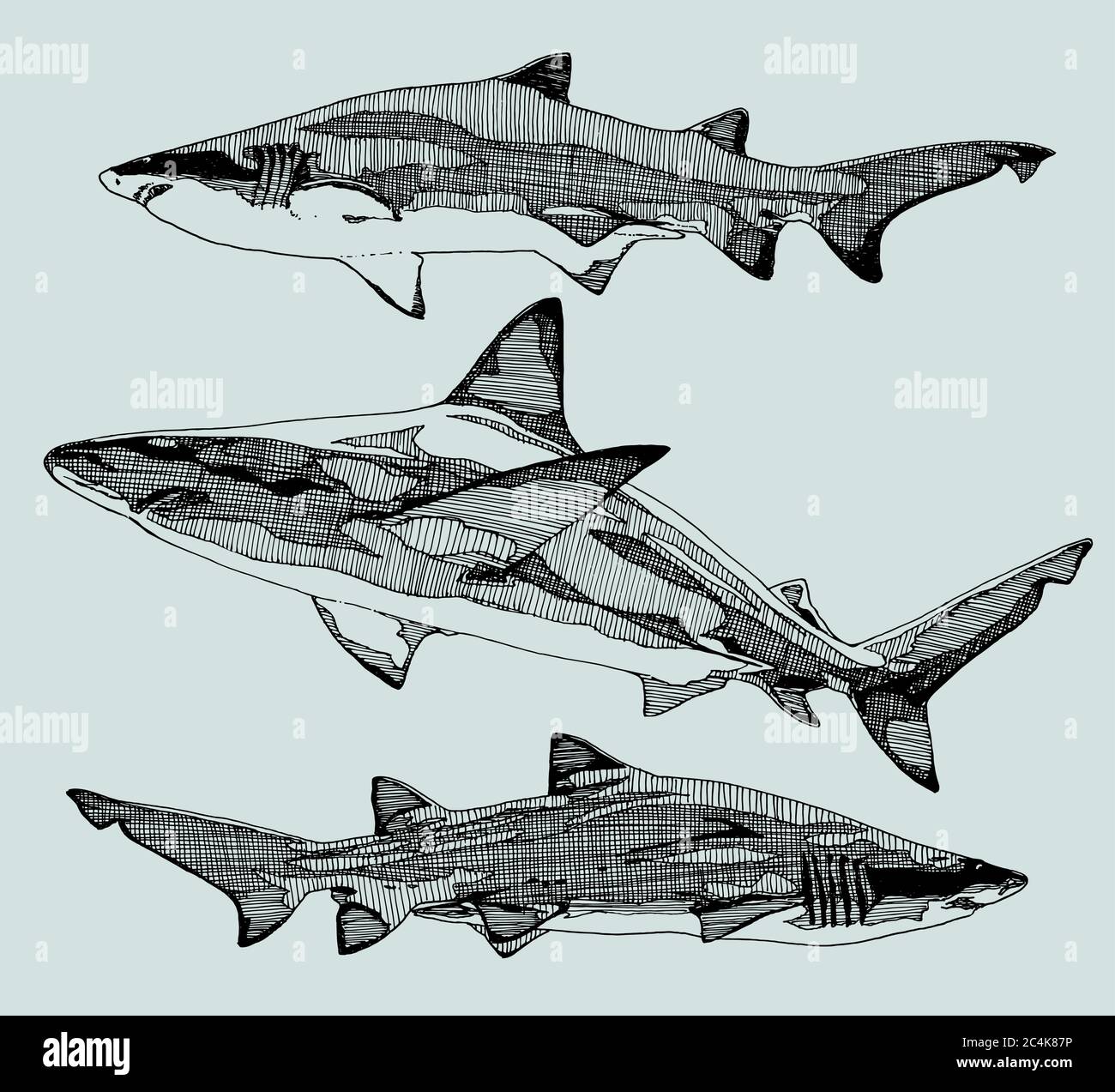 Hand drawn sharks. vector illustration Stock Vector Image & Art - Alamy