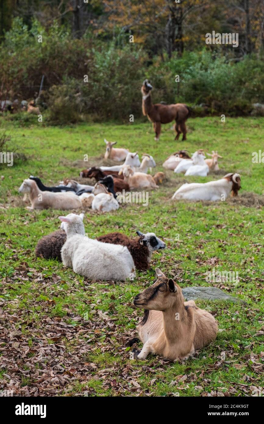 Goats laying in a pasture with a guard llama watching over them Stock ...
