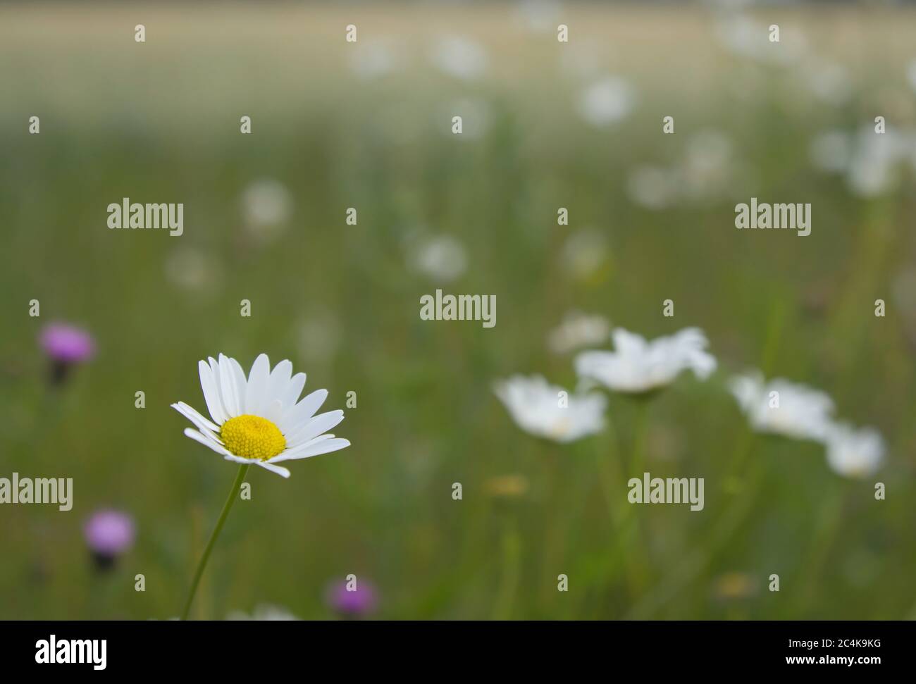 Moon Daisy High Resolution Stock Photography and Images - Alamy