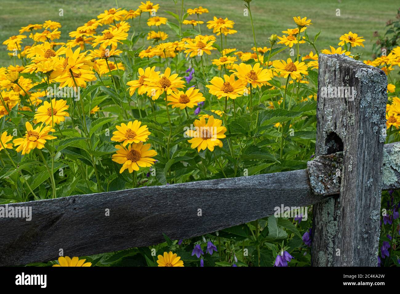 Yellow daisies hi-res stock photography and images - Alamy