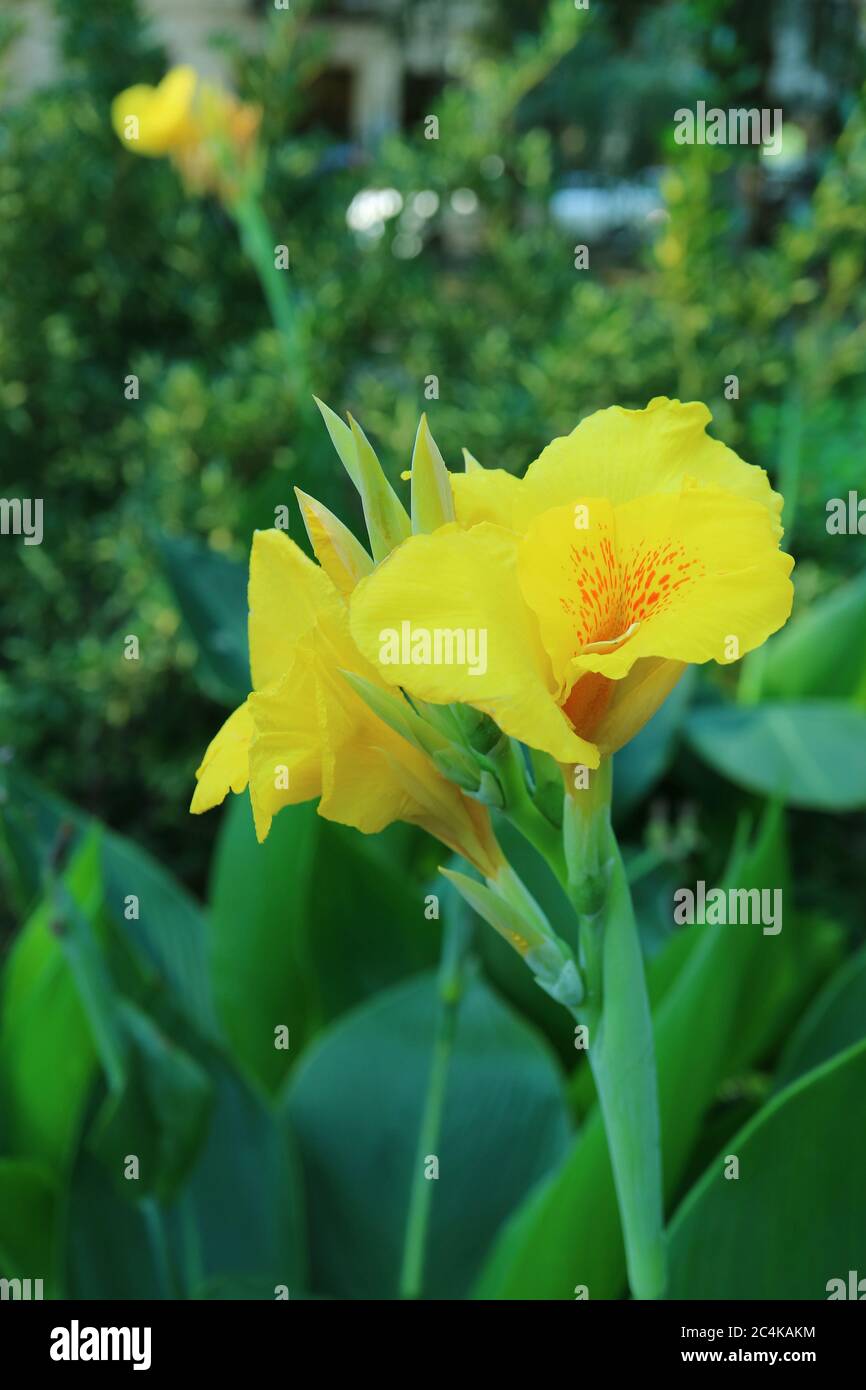 Closeup of Vibrant Yellow Canna Lily Flowers Among Green Foliage Stock ...