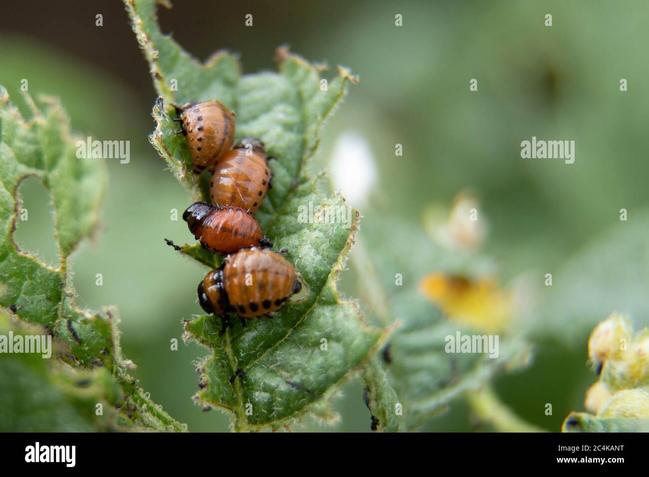 Leptinotarsa decemlineata, potato beetle on potato plants, insect Stock ...