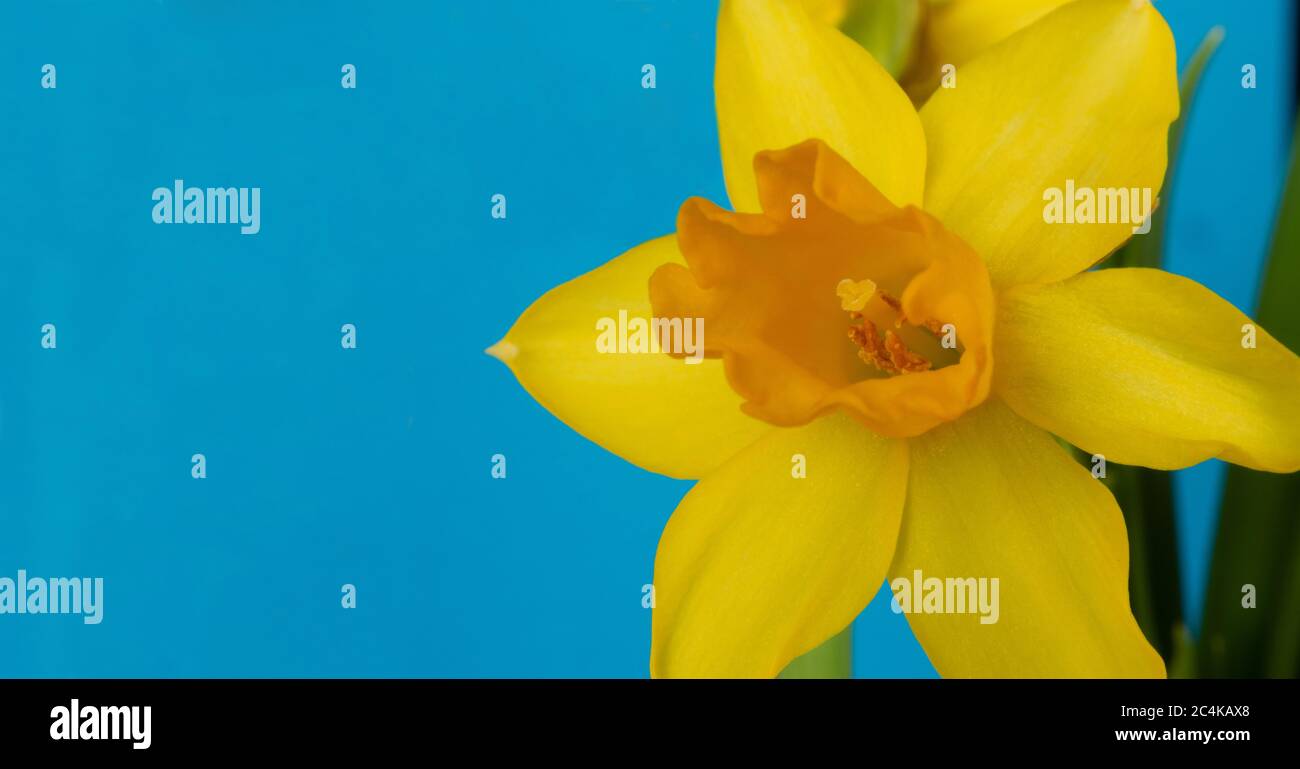 Single daffodil flower hi-res stock photography and images - Alamy