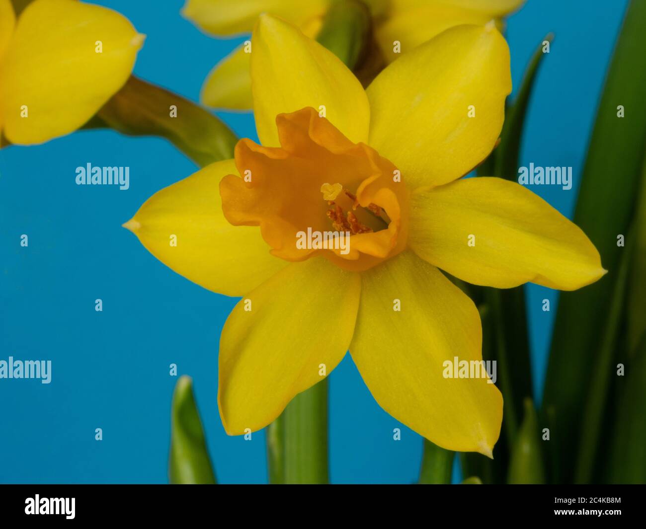 Close up of daffodil flowers hi-res stock photography and images - Alamy