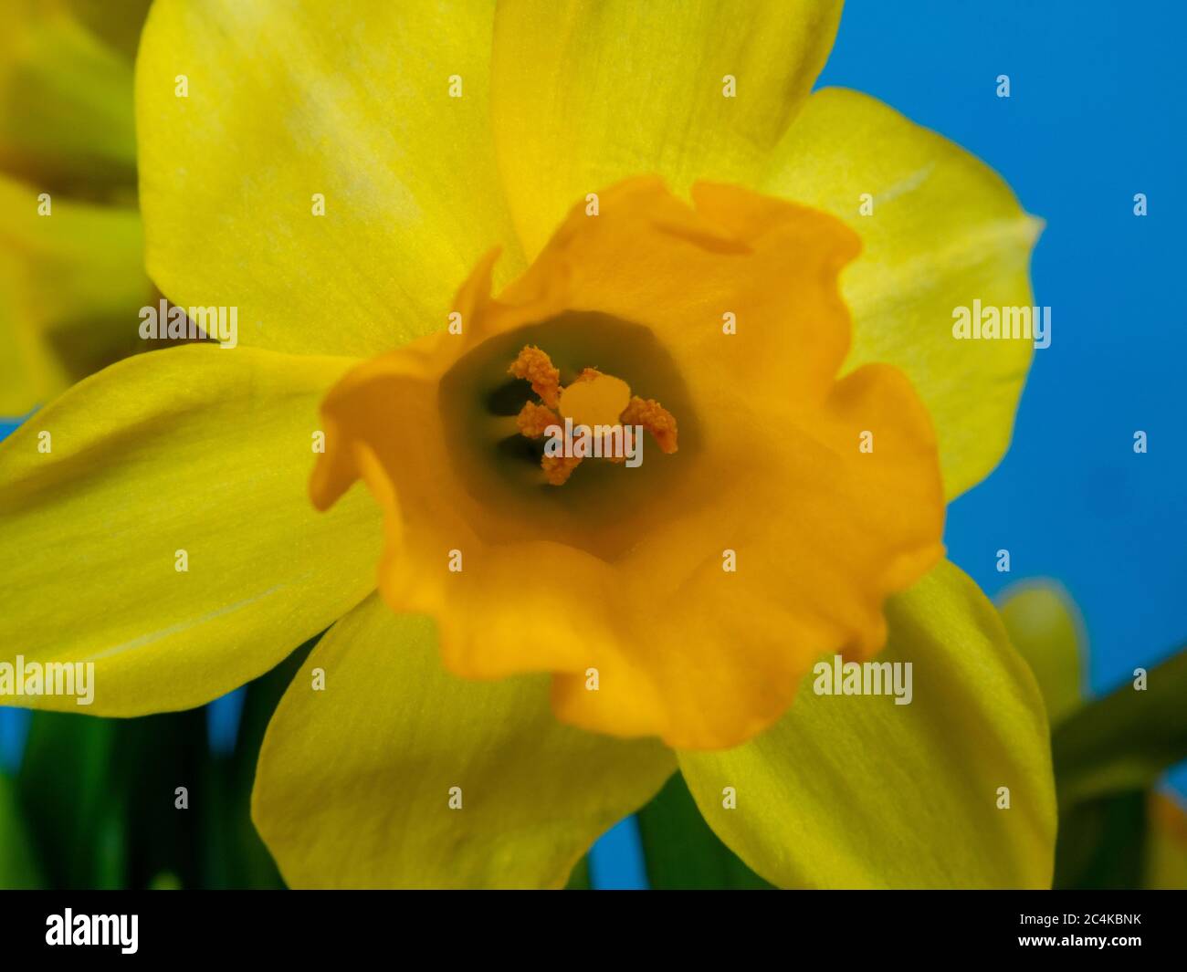 Close up of daffodil flowers hi-res stock photography and images - Alamy