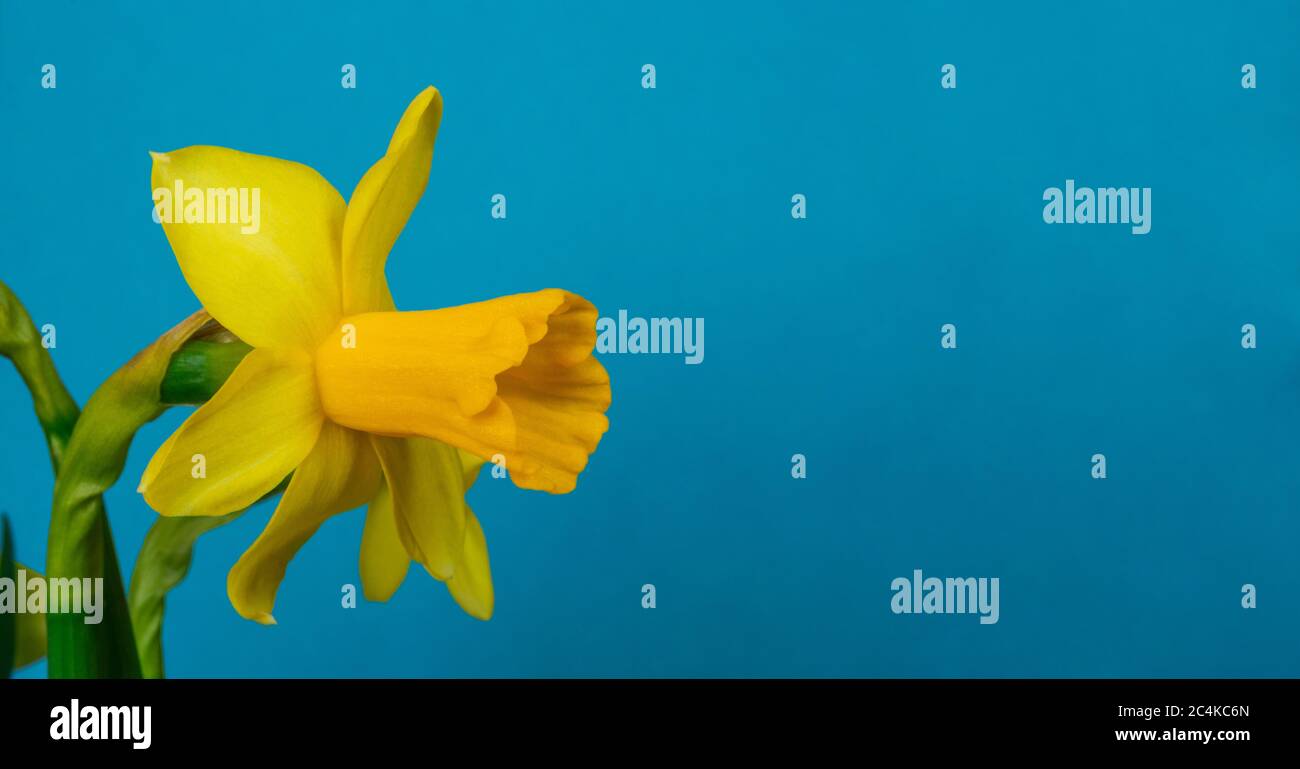 Single daffodil flower hi-res stock photography and images - Alamy