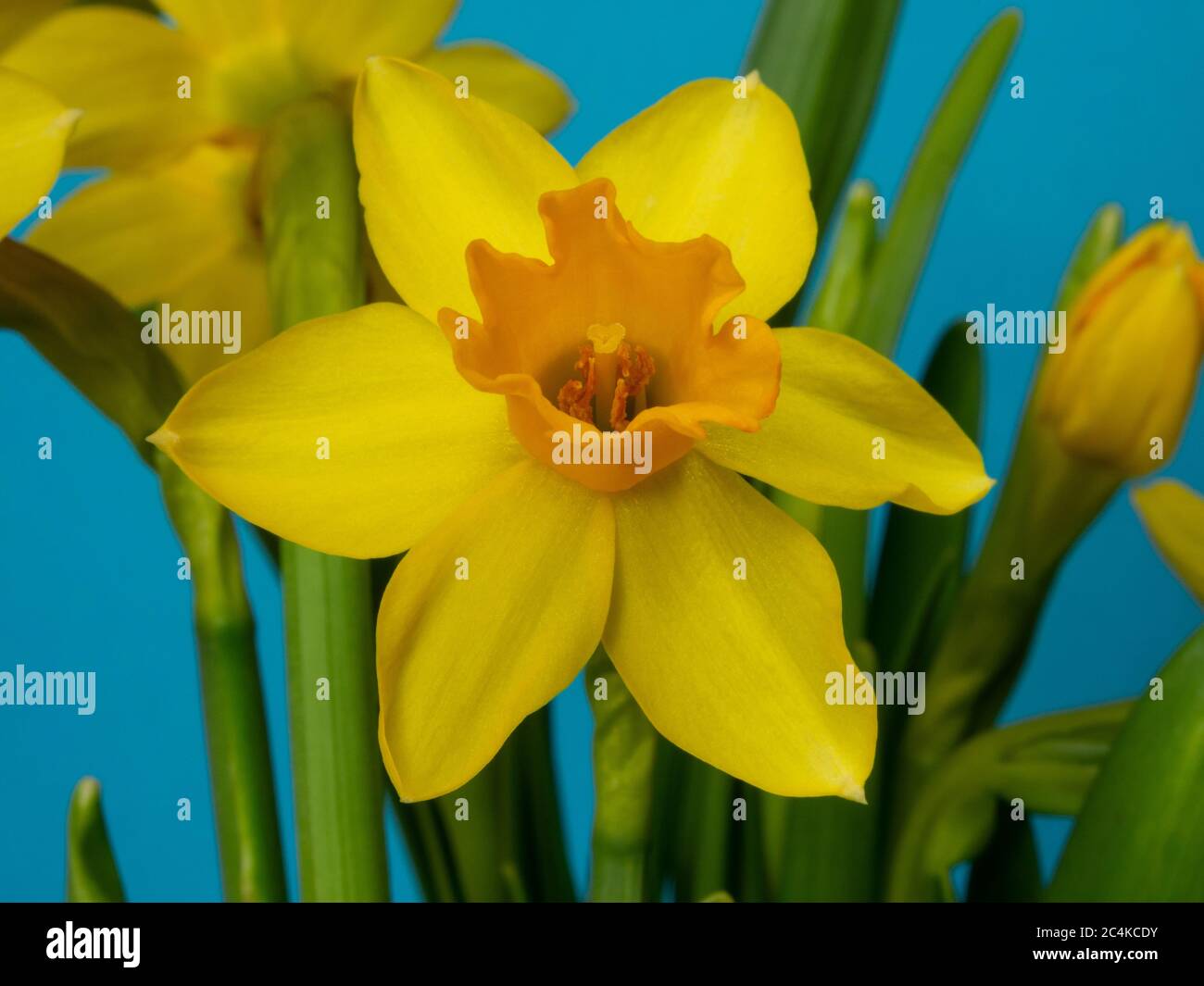 Close up of daffodil flowers hi-res stock photography and images - Alamy