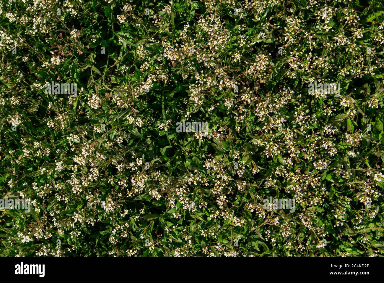 Green texture of wildflowers. Flowering meadow. Nature texture Stock ...
