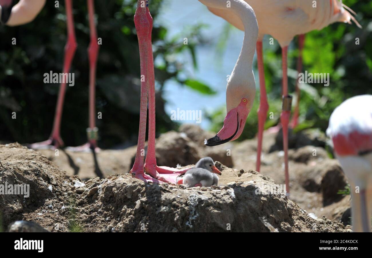 Flamingo nesting hi-res stock photography and images - Alamy
