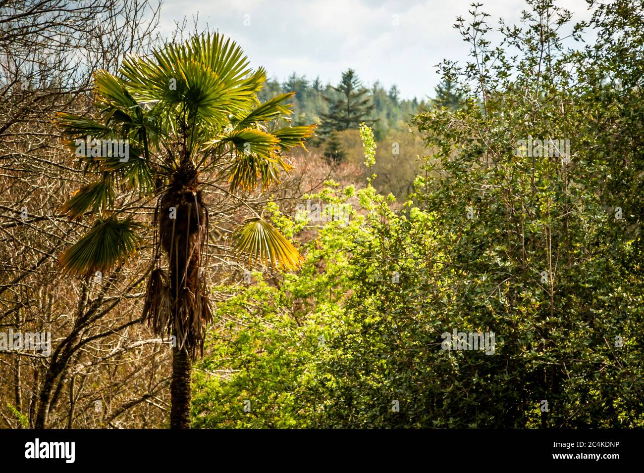 Exotic plants in the British Isles. Endsleigh Hotel in West Devon ...