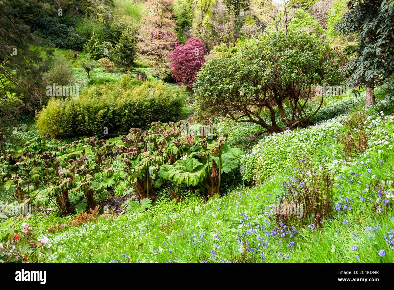 Exotic plants in the British Isles. Endsleigh Hotel in West Devon ...