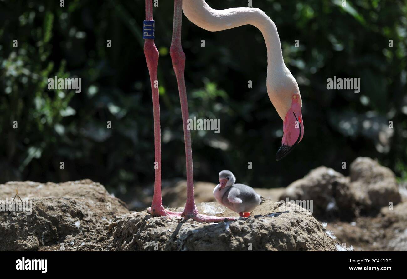 First flamingo chick hatched at Birdland in the Cotswolds for ten years ...