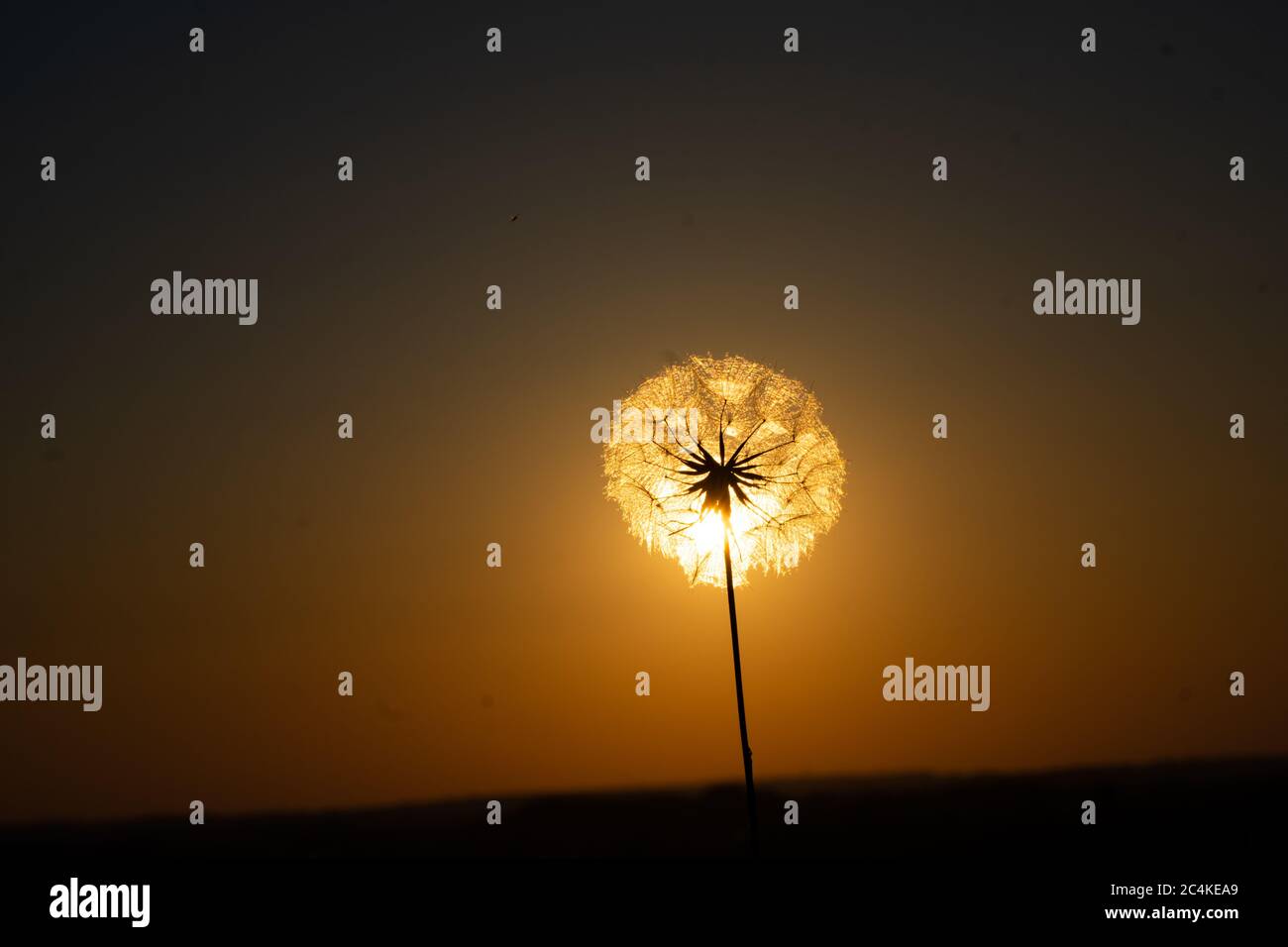 Dandelion sunset hi-res stock photography and images - Alamy