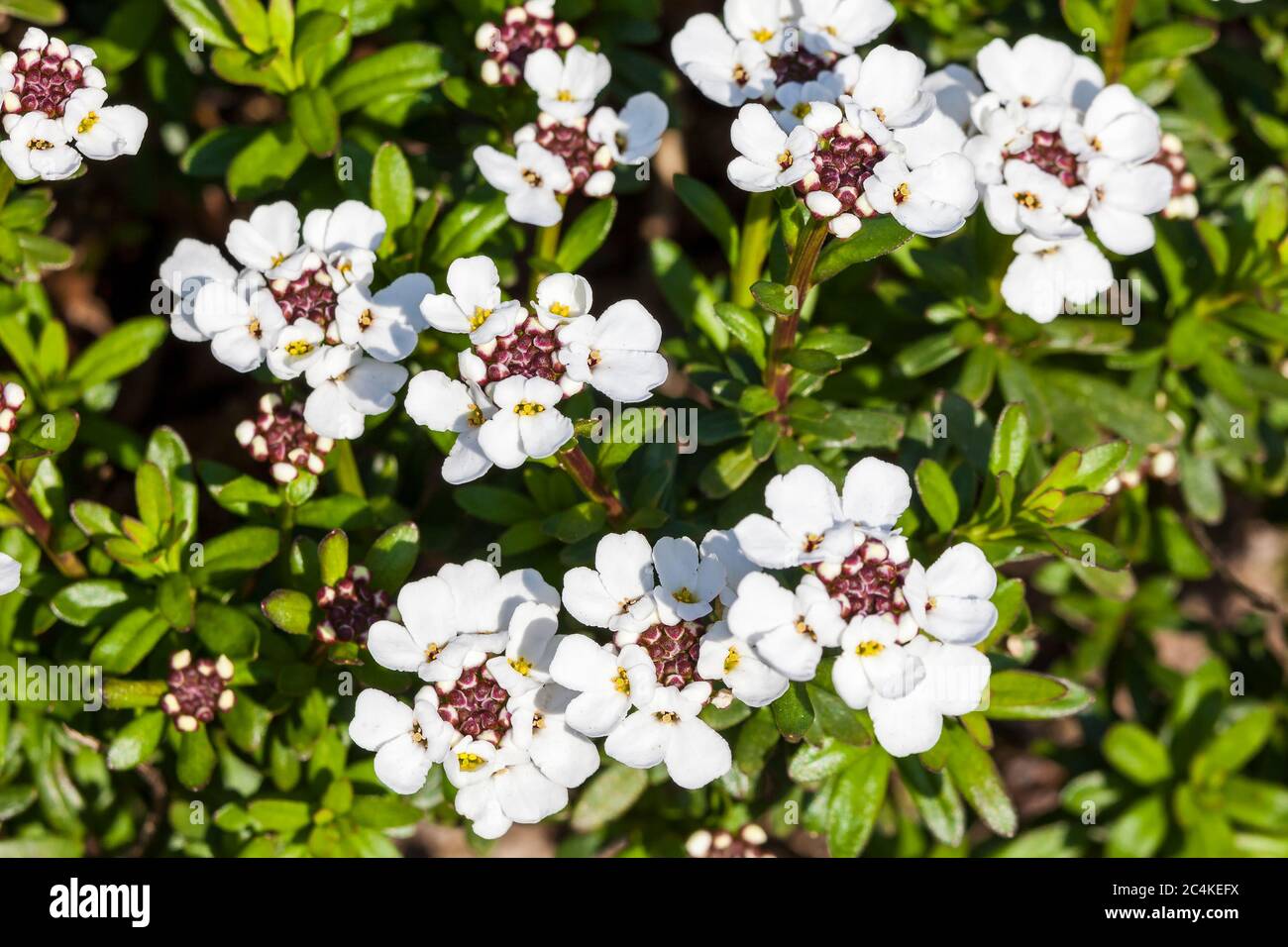 Iberis sempervirens 'Snowflake' a spring summer white perennial bulbous ...