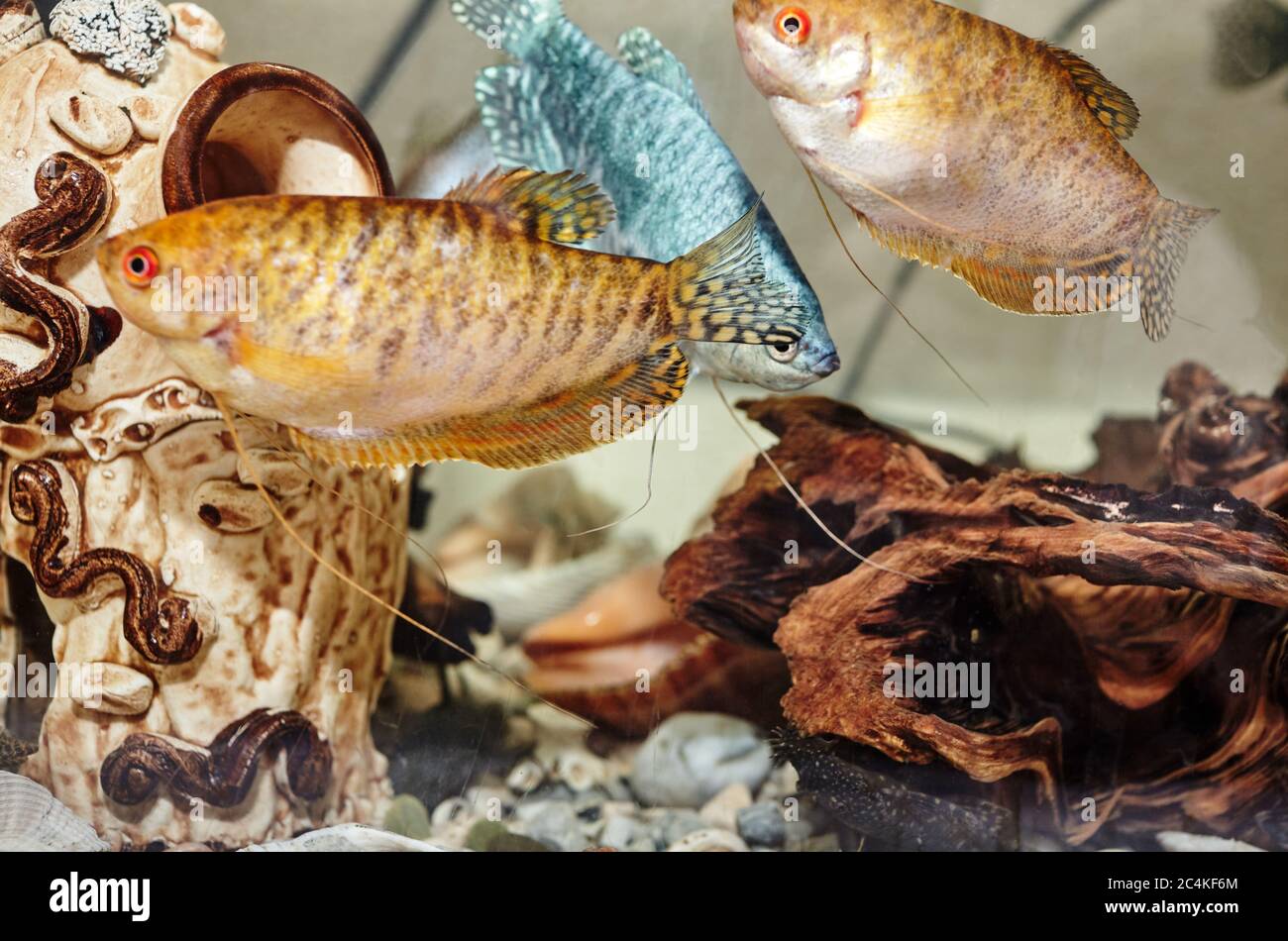 Tropical gourami fish trichogaster in the aquarium. Colourfull fishes ...