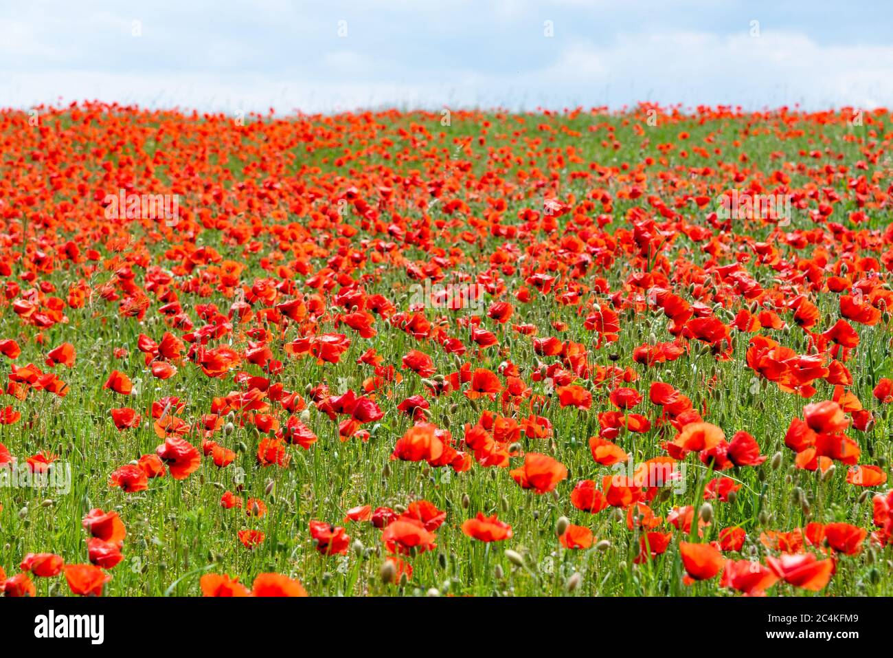 Red poppy flower field. Beautiful natural landscape Stock Photo - Alamy