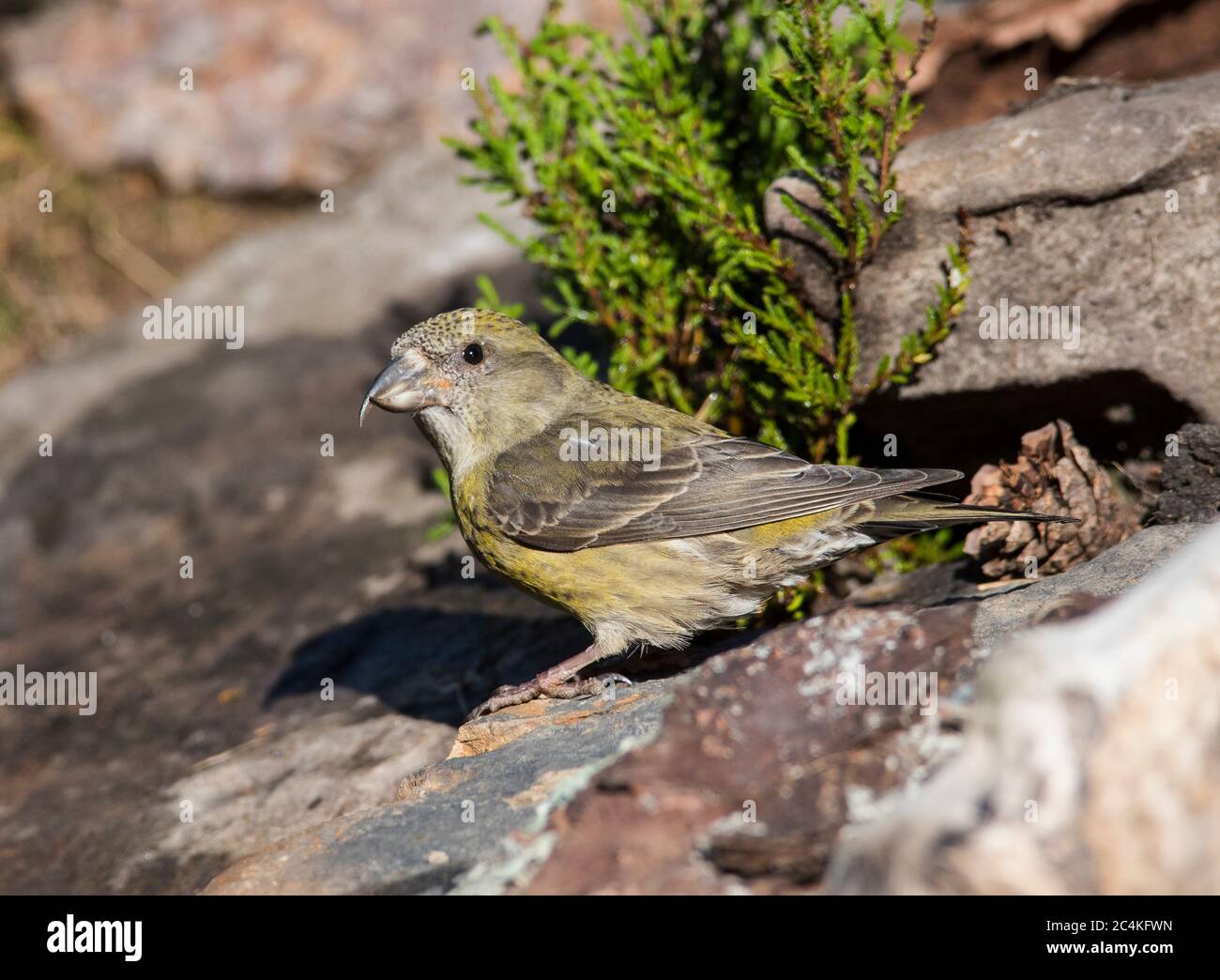 Female Common Crossbill (Loxia curvirostra) at a drinking pool in a ...