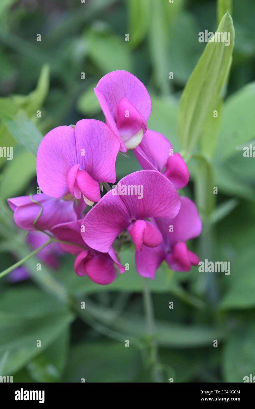 Flowering hot pink sweet pea flower blossoms Stock Photo - Alamy