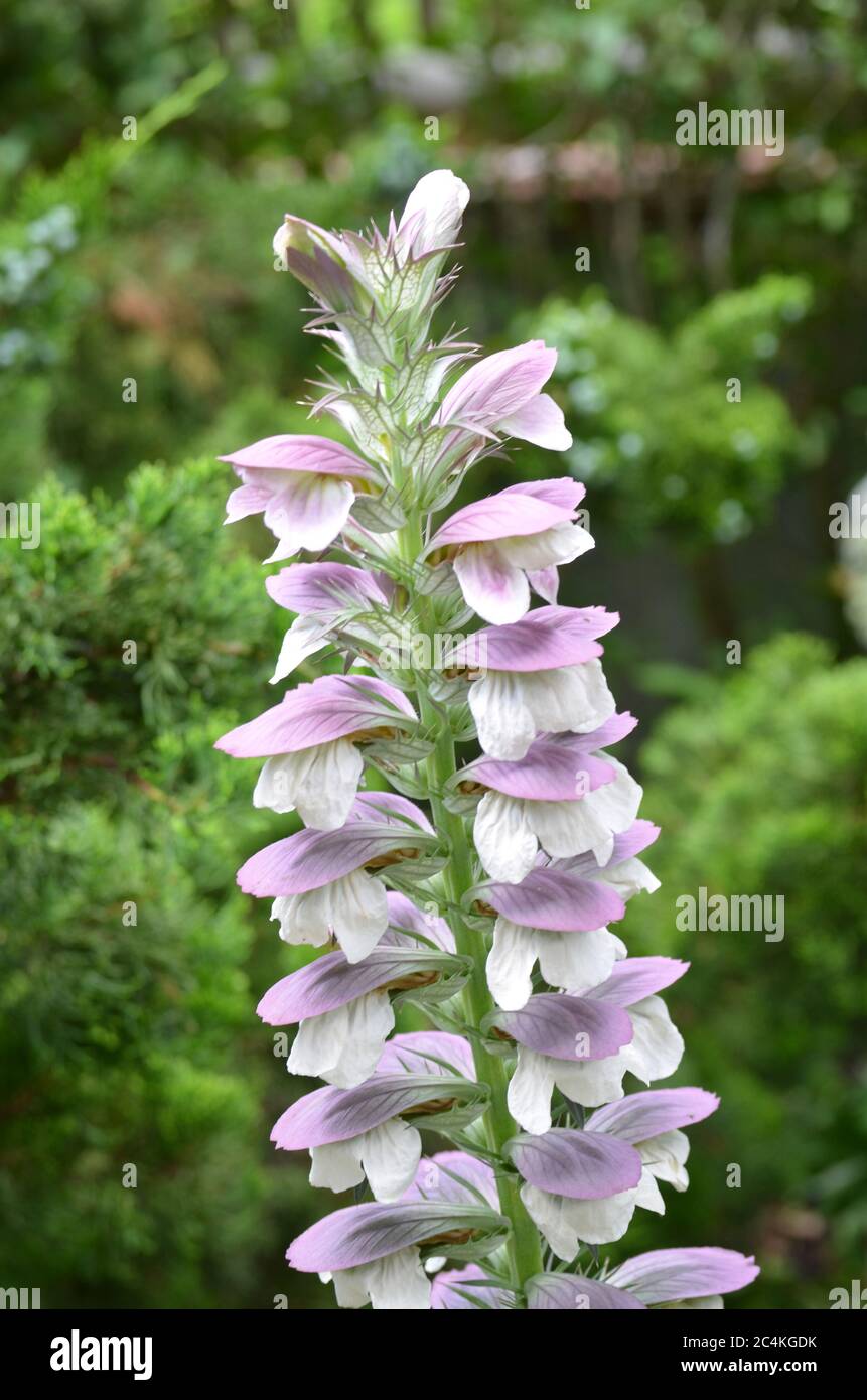 White turtlehead flower hi-res stock photography and images - Alamy