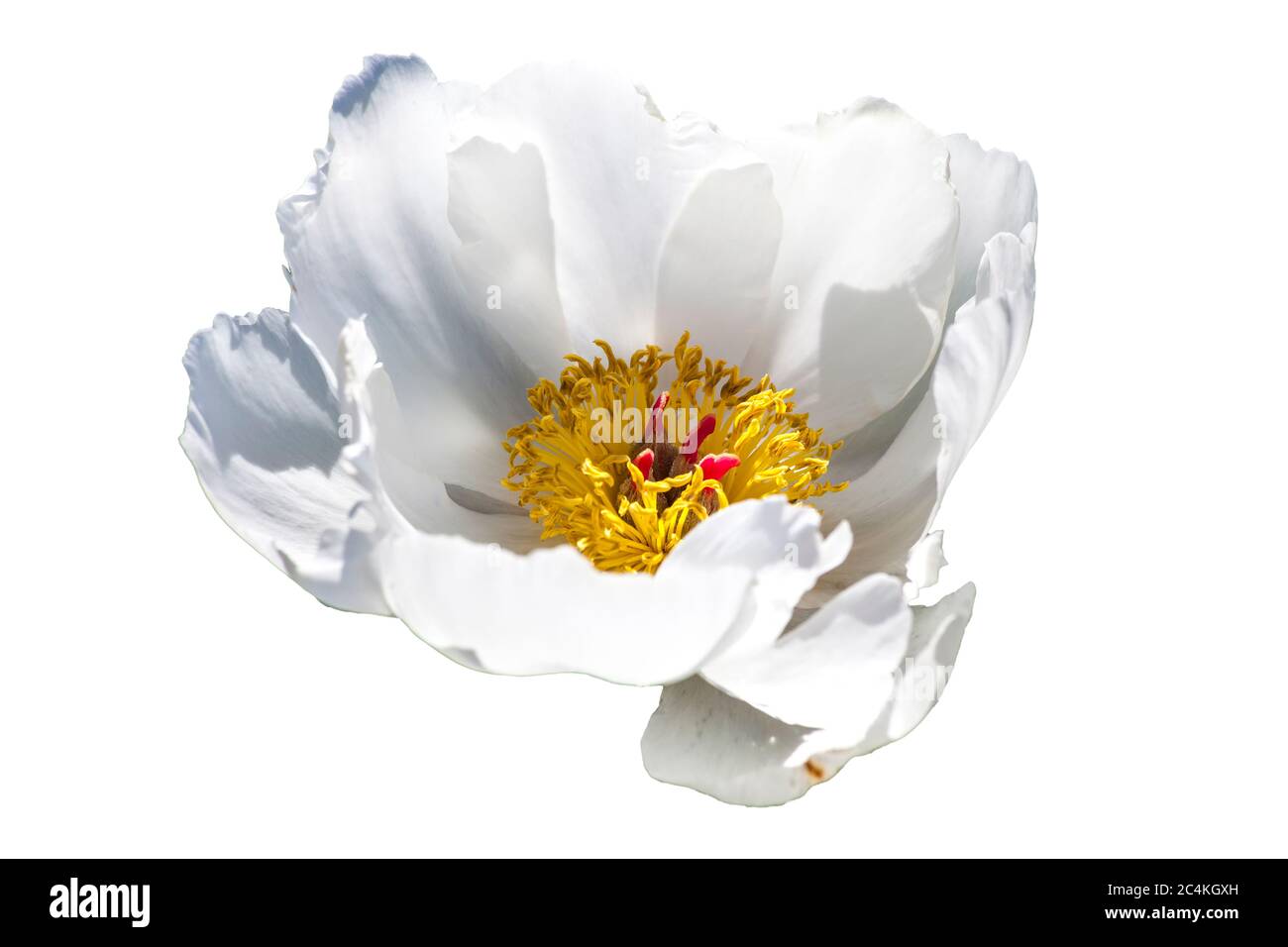 Spring springtime in chinese Cut Out Stock Images & Pictures - Alamy