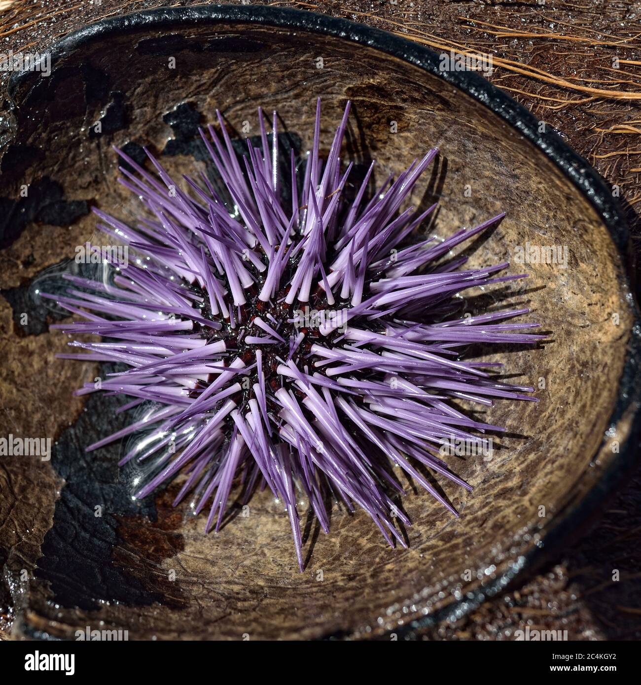 Purple Sea Urchin Shell