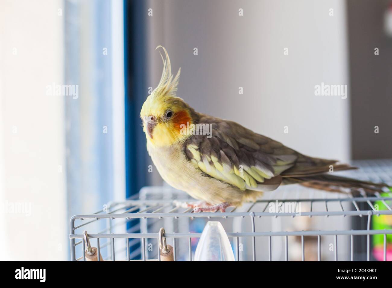 Cockatiel. Portrait, cute and curious young cockatiel, close up Stock ...