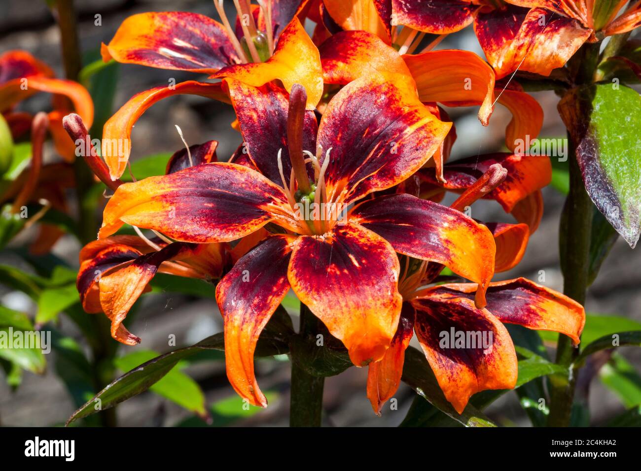 Lilium asiatic forever susan hi-res stock photography and images - Alamy