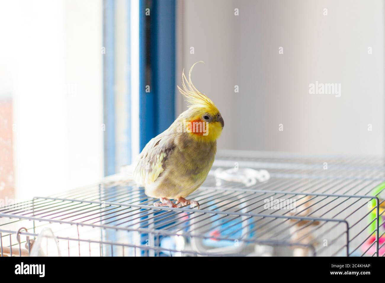 Cockatiel. Portrait, cute and curious young cockatiel, close up Stock ...