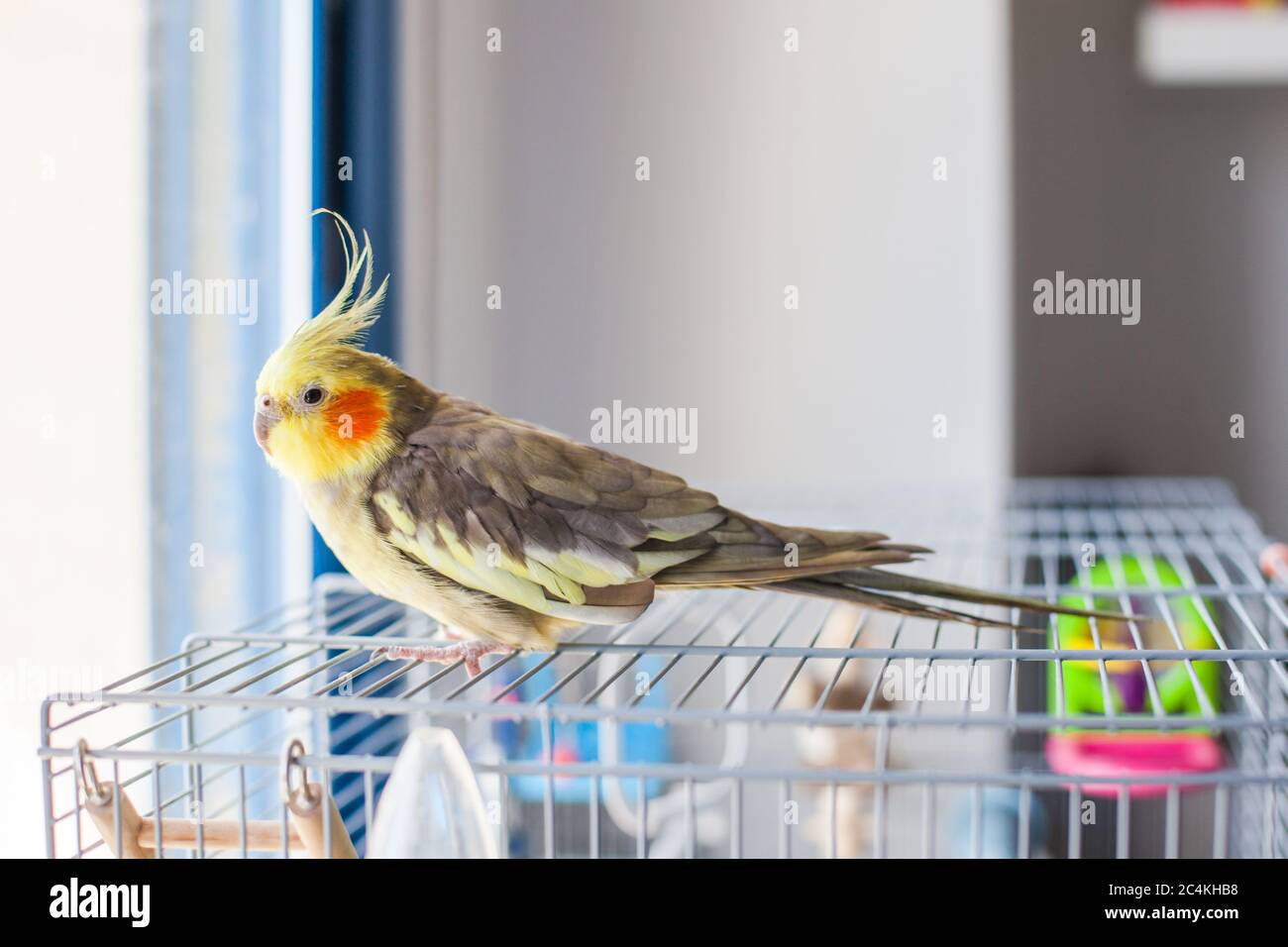 Cockatiel. Portrait, cute and curious young cockatiel, close up Stock ...