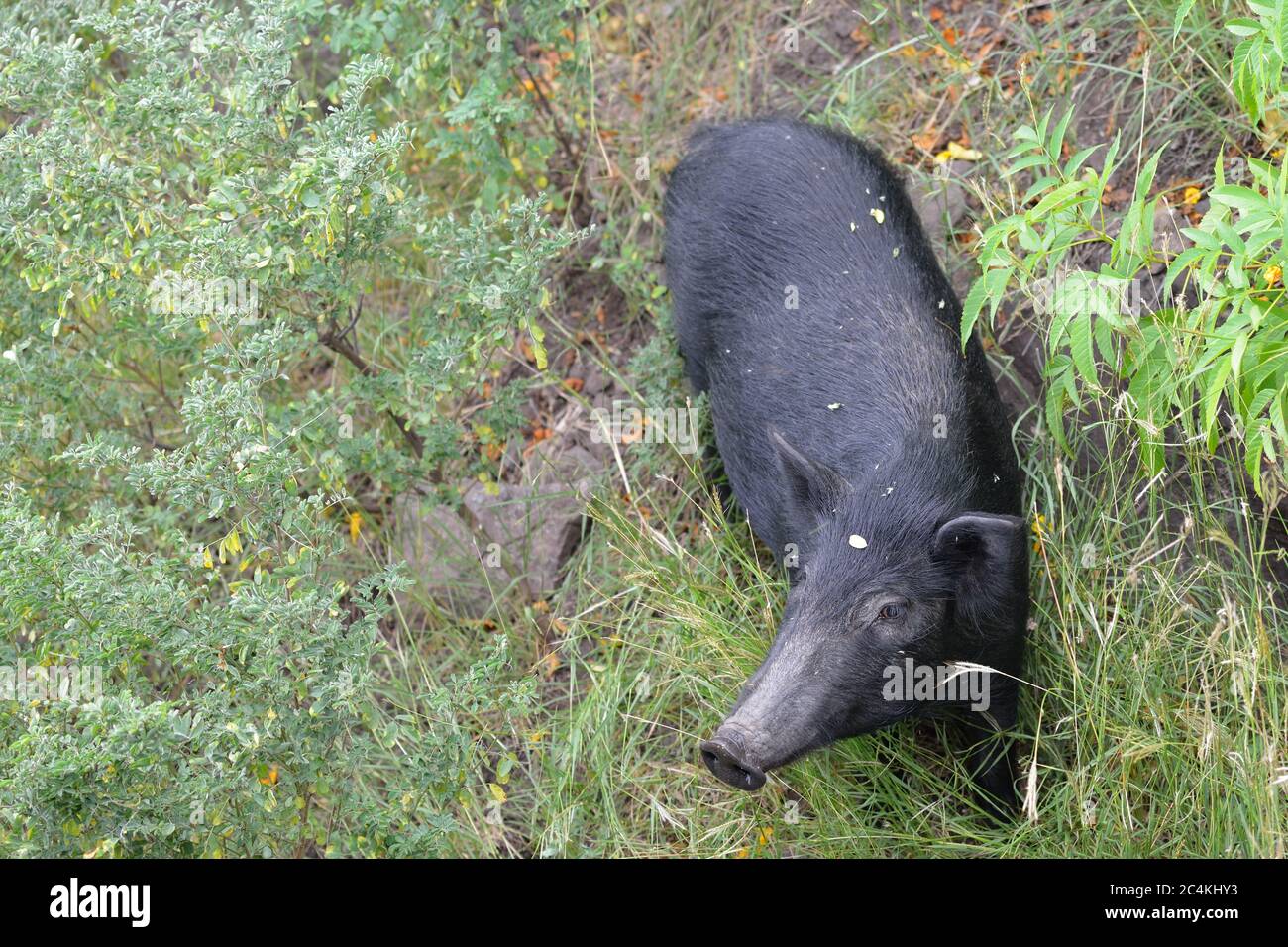Black wild boar hi-res stock photography and images - Alamy