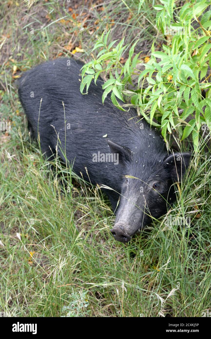 Black wild boar (Sus scrofa), also known as wild pig Stock Photo - Alamy