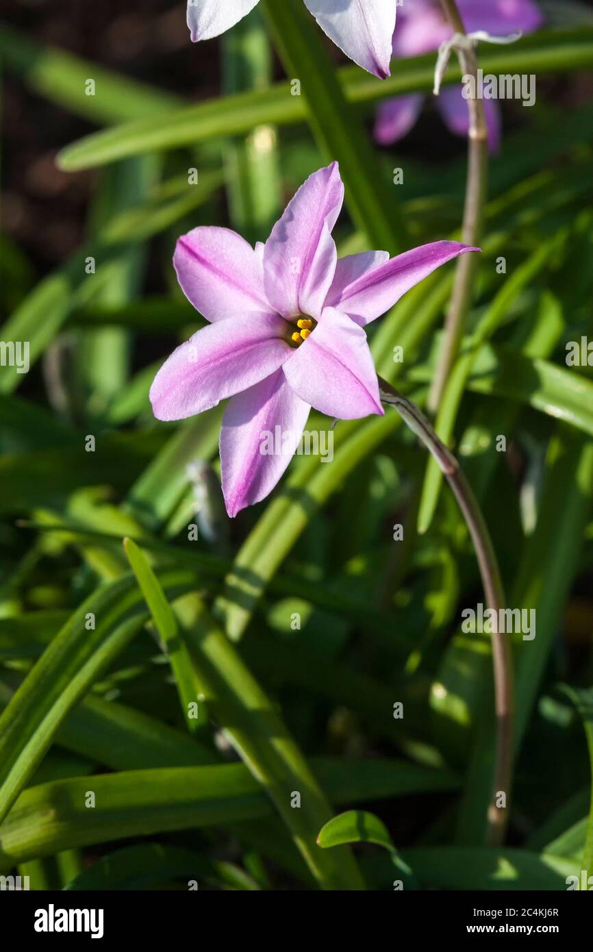 Ipheion 'Tessa' a spring mid to dark pink perennial flower plant ...