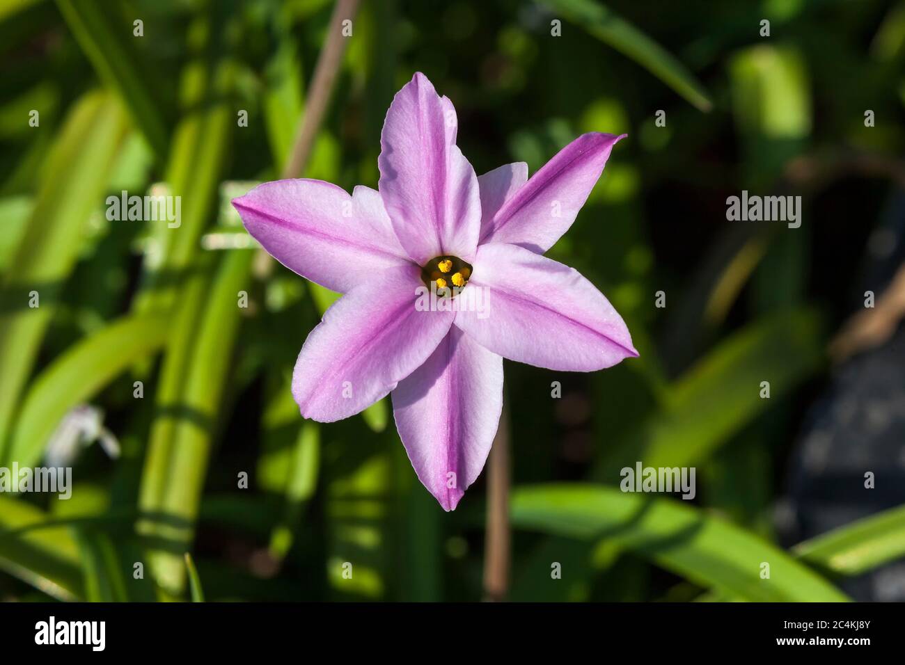 Ipheion 'Tessa' a spring mid to dark pink perennial flower plant ...