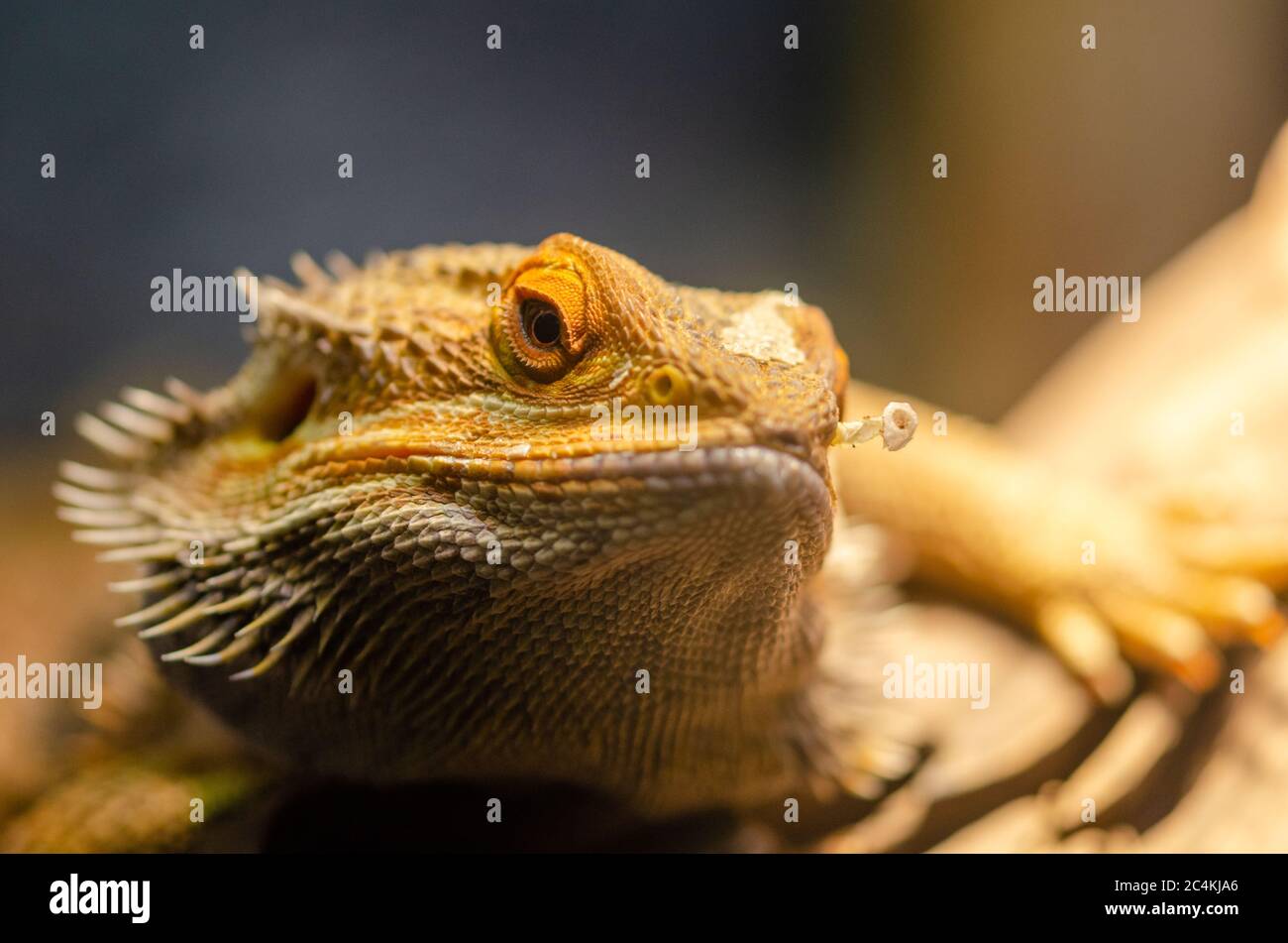 Bearded dragon barbata hi-res stock photography and images - Alamy
