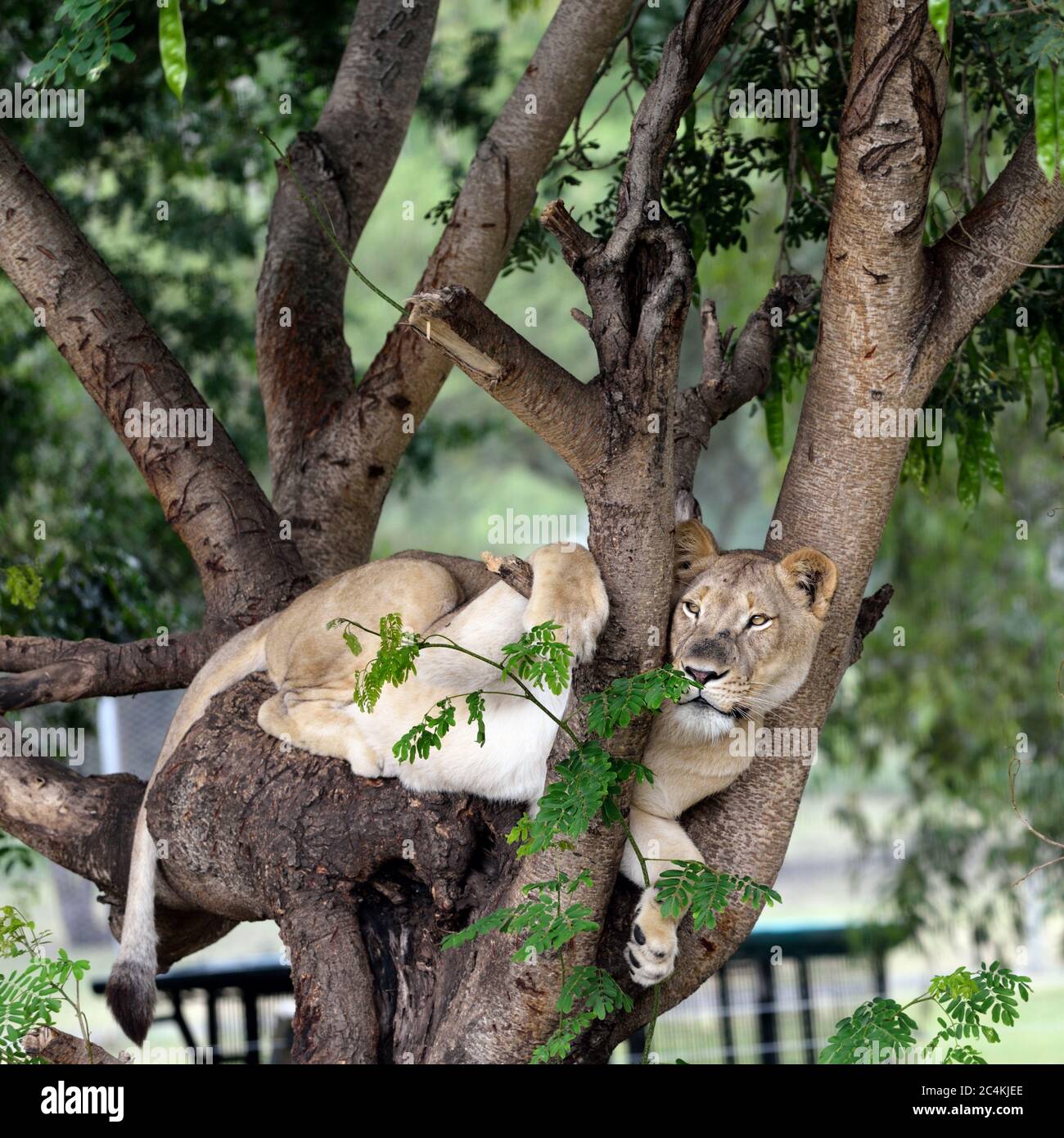 Young lioness resting at base of a tree Stock Photo - Alamy