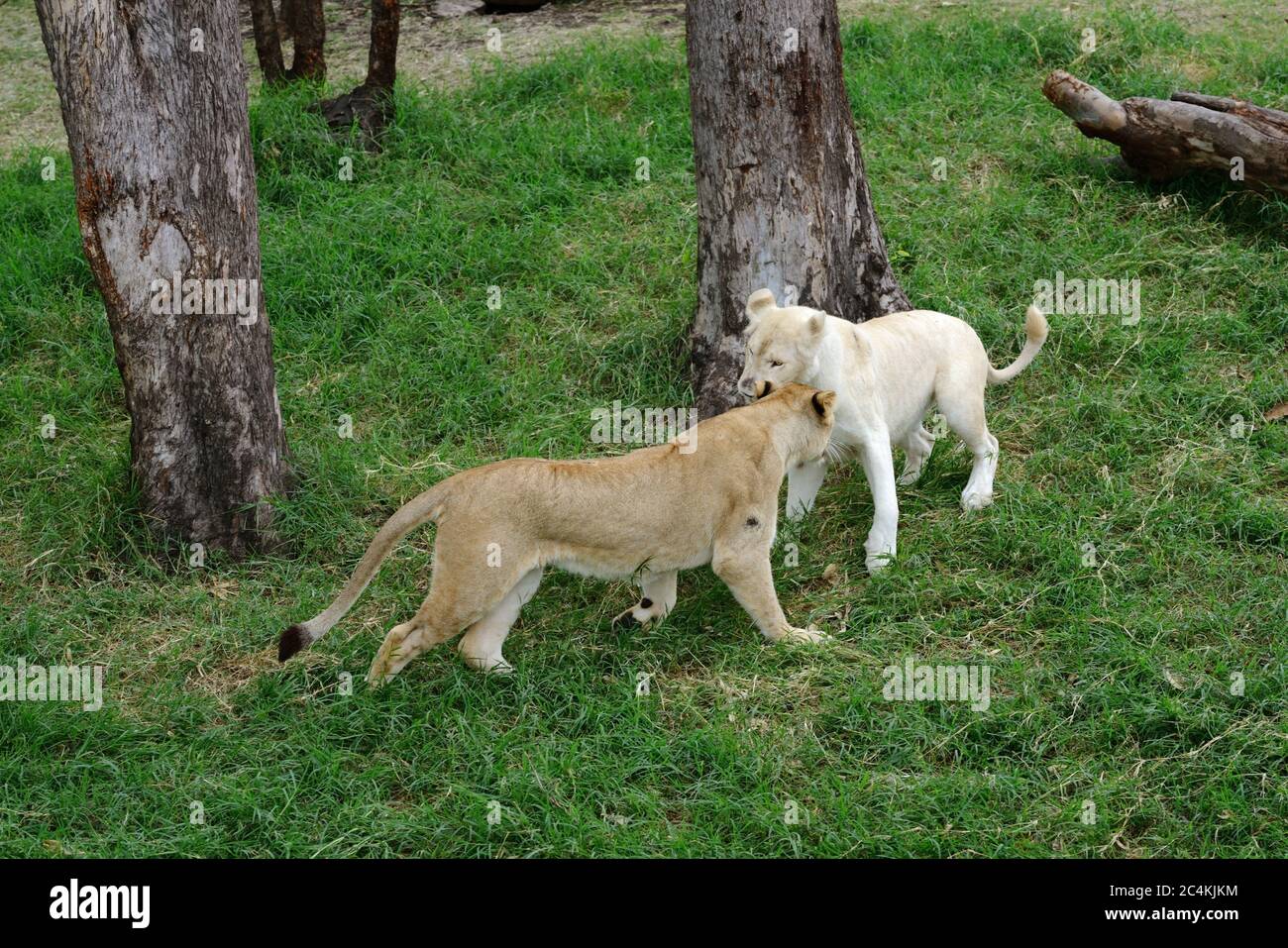 Three young lions on the grass. Casela park, Mauritius Stock Photo - Alamy